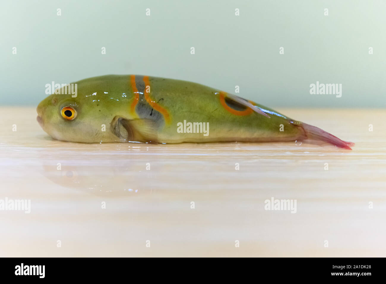 Fish body hi-res stock photography and images - Alamy
