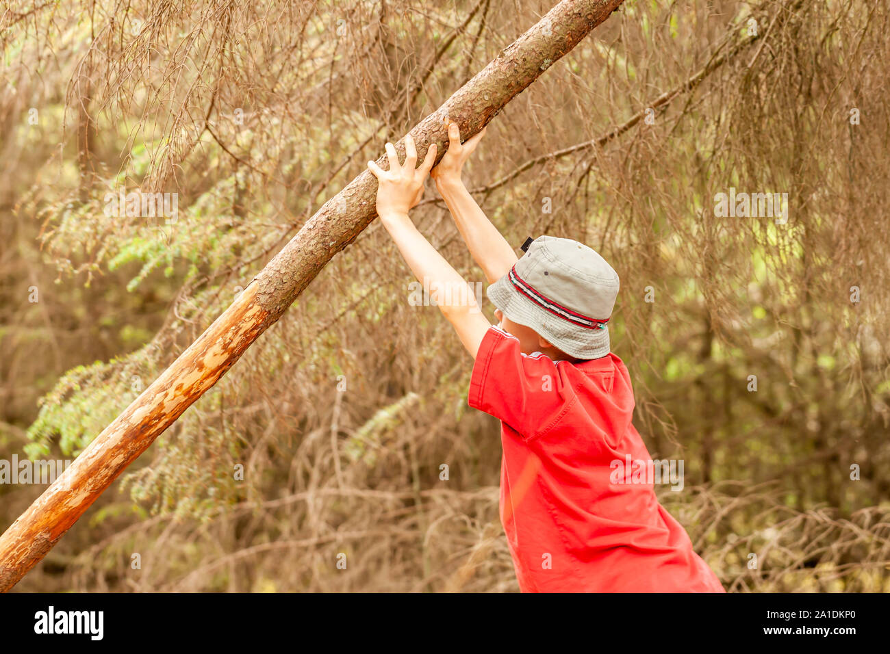 Little boy with cap pressing against falling tree Stock Photo - Alamy