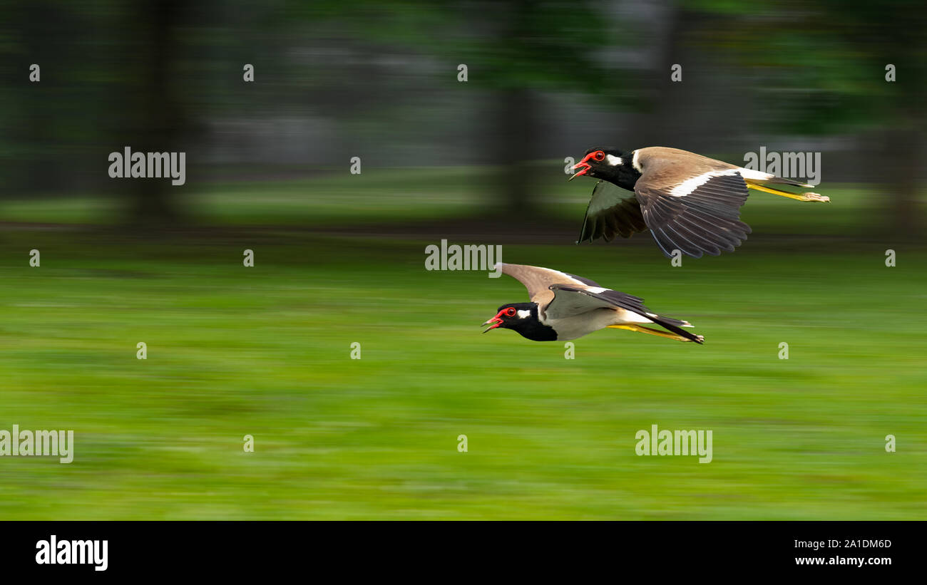 A pair of Red-Wattled Lapwing in flight with motion blur background ...