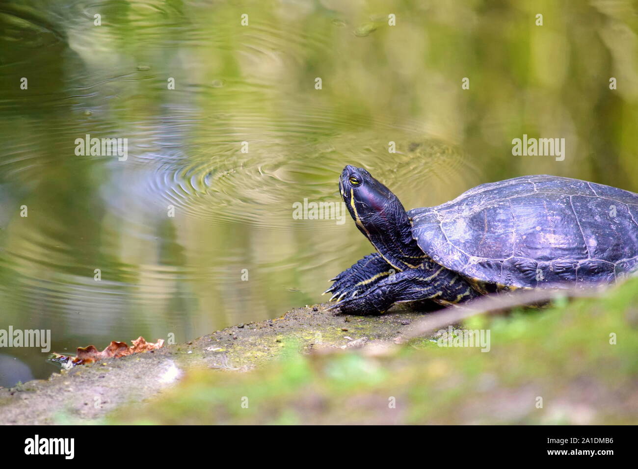 Red Eared Slider Turtle on Pond Shore Stock Photo - Alamy