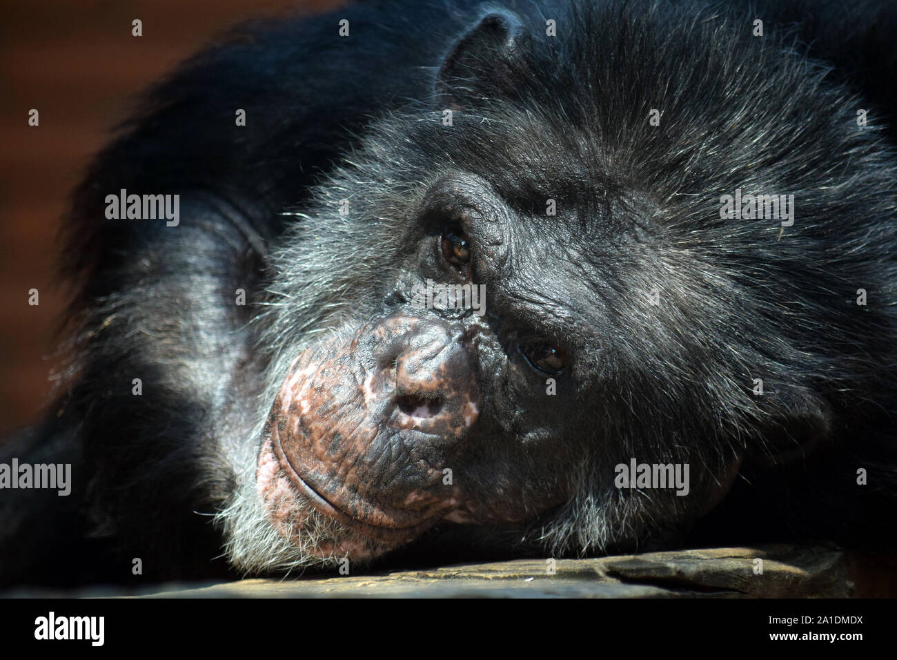 Female chimpanzee face hi-res stock photography and images - Alamy