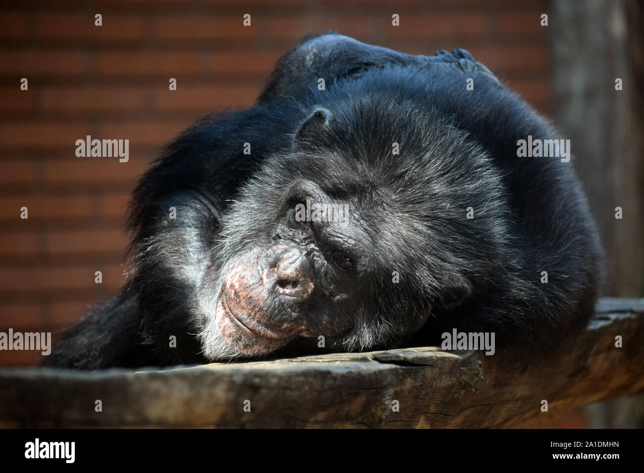 Female Chimpanzee Lying Down on Wooden Log Stock Photo - Alamy