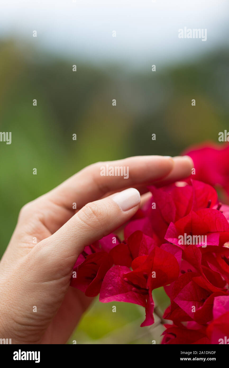 Woman's hand touching some flowers in the field Stock Photo - Alamy