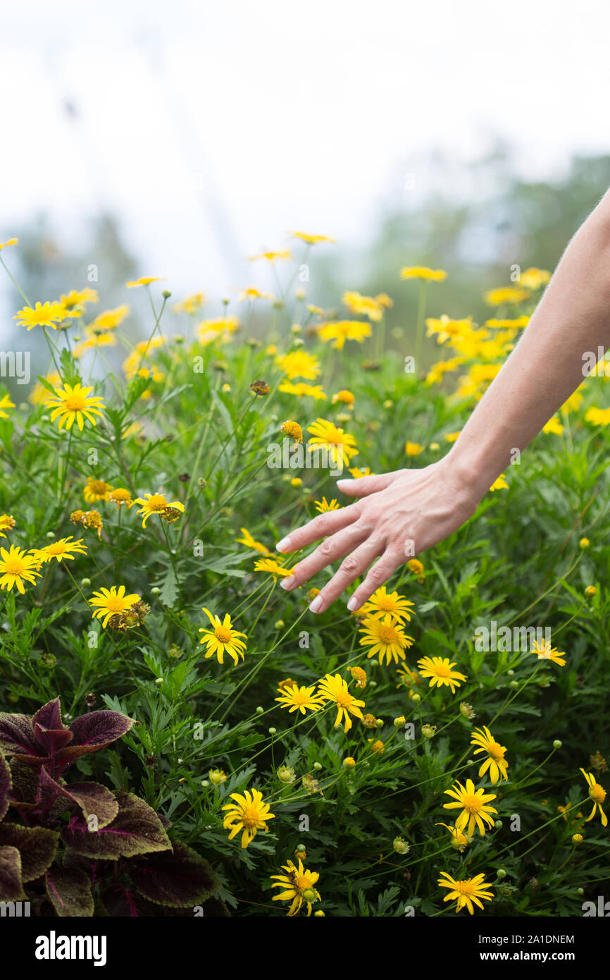 Young girl hand touching plant hi-res stock photography and images - Alamy