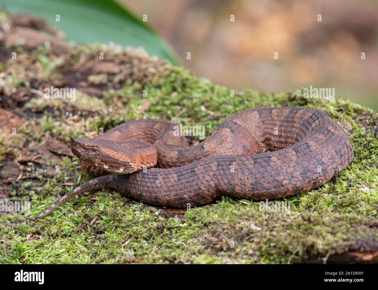 Hognosed Pit Viper: Porthidium nasutum Stock Photo - Alamy