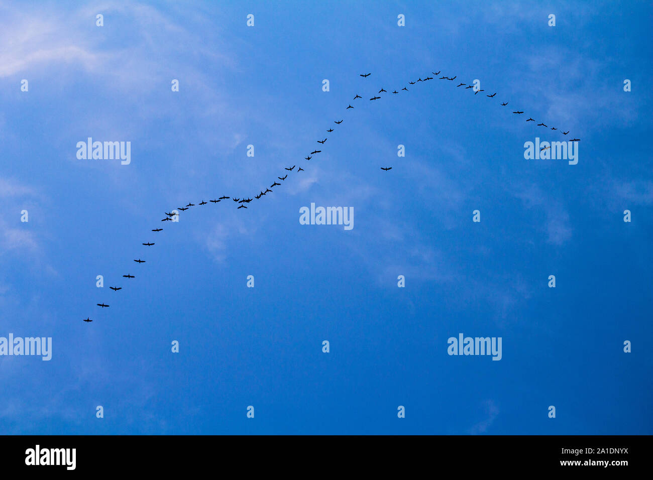 Wedge formation hi-res stock photography and images - Alamy