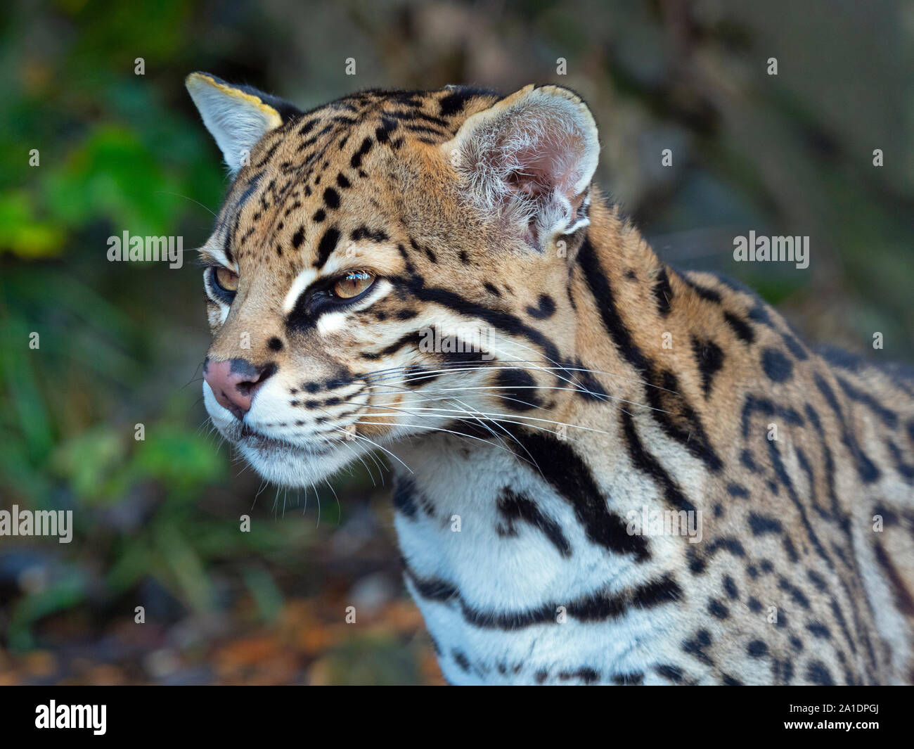 Ocelot Leopardus pardalis Portrait (captive Stock Photo - Alamy
