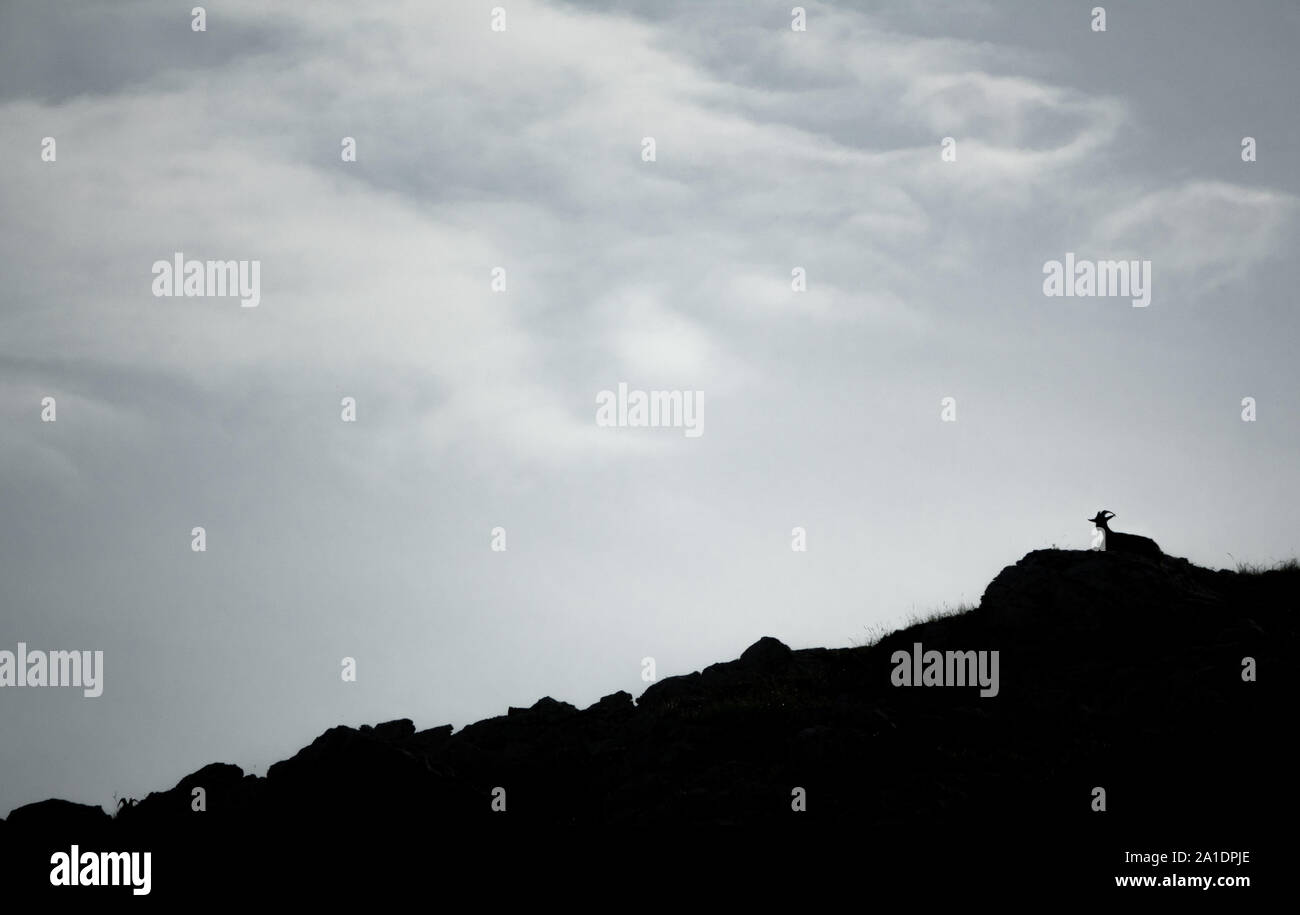 Mountain goat behind rocks hi-res stock photography and images - Alamy