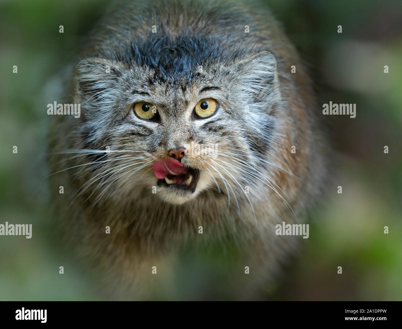 Pallas's cat Otocolobus manul CAPTIVE Stock Photo - Alamy