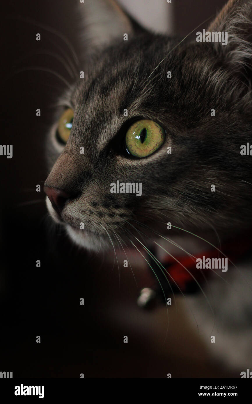 Up close look sweet hi-res stock photography and images - Alamy