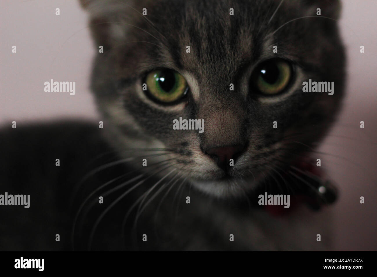 Talking kitten hi-res stock photography and images - Alamy