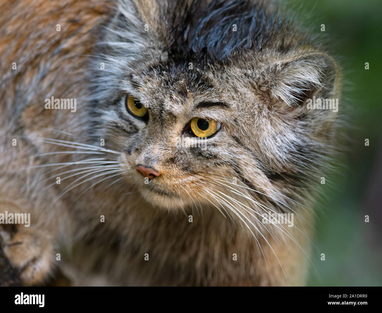 Pallas's cat Otocolobus manul Stock Photo - Alamy