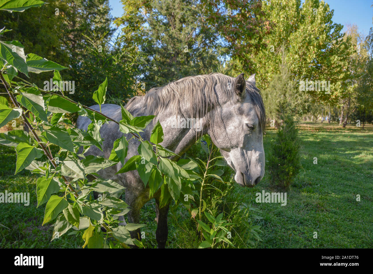 Outdoor adventure park horse hi-res stock photography and images - Alamy