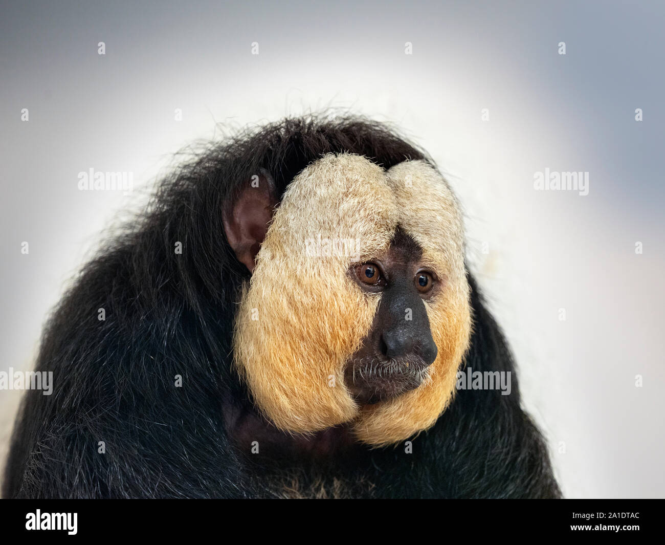 White faced saki jumping hi-res stock photography and images - Alamy