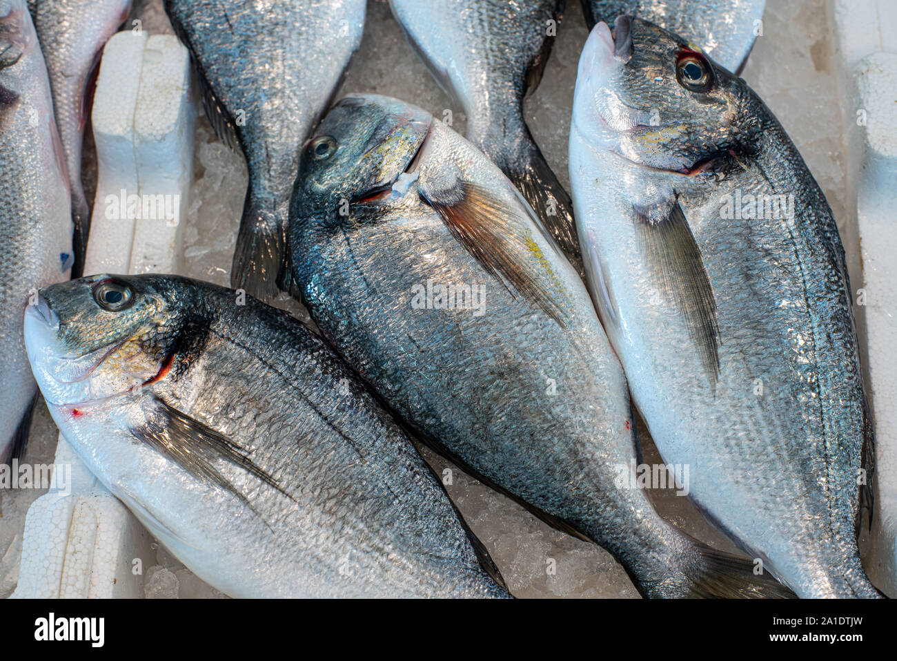 Adriatic sea fish hi-res stock photography and images - Alamy