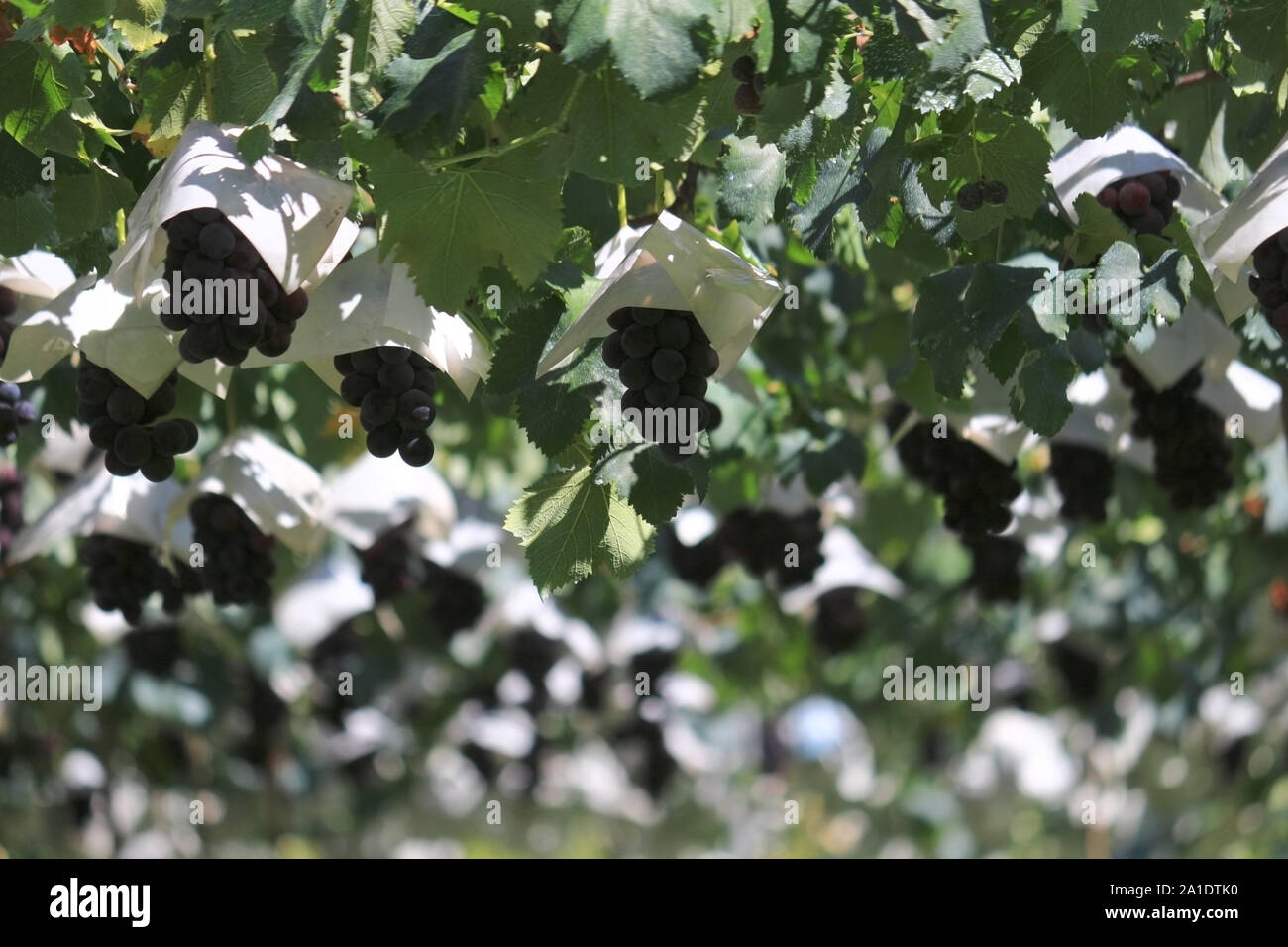 Japanese autumn vineyard landscape with large grown grapes Stock Photo ...