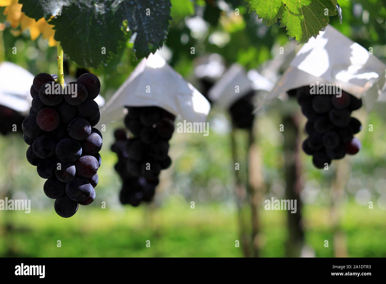 Japanese autumn vineyard landscape with large grown grapes Stock Photo ...