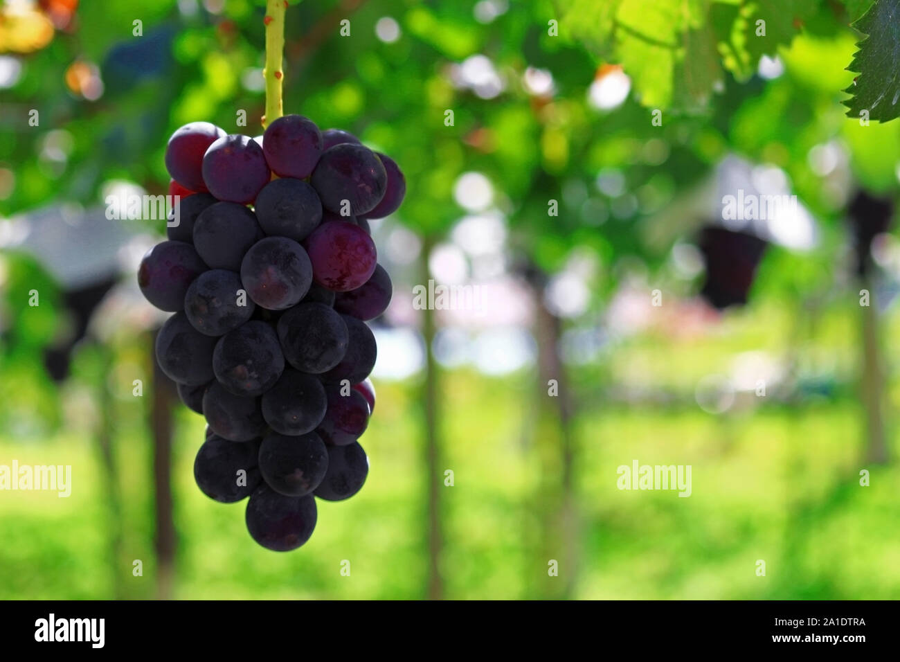 Japanese autumn vineyard landscape with large grown grapes Stock Photo ...