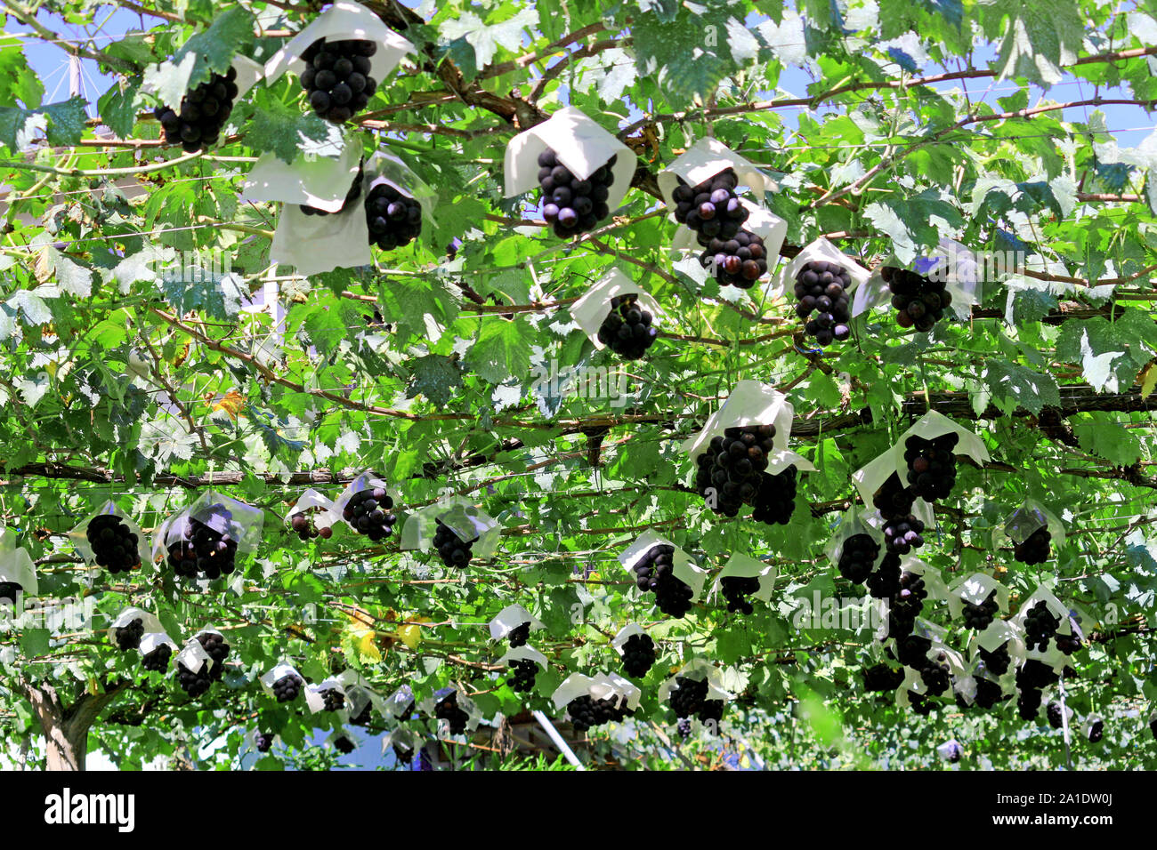Japanese autumn vineyard landscape with large grown grapes Stock Photo ...