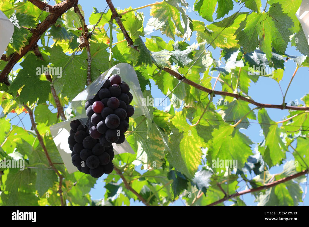 Japanese autumn vineyard landscape with large grown grapes Stock Photo ...