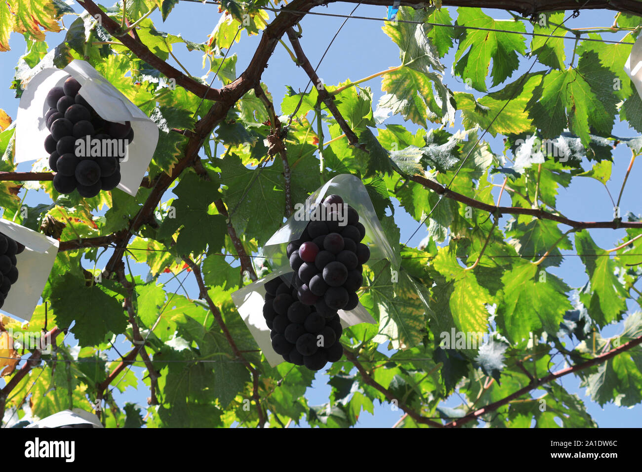 Japanese autumn vineyard landscape with large grown grapes Stock Photo ...