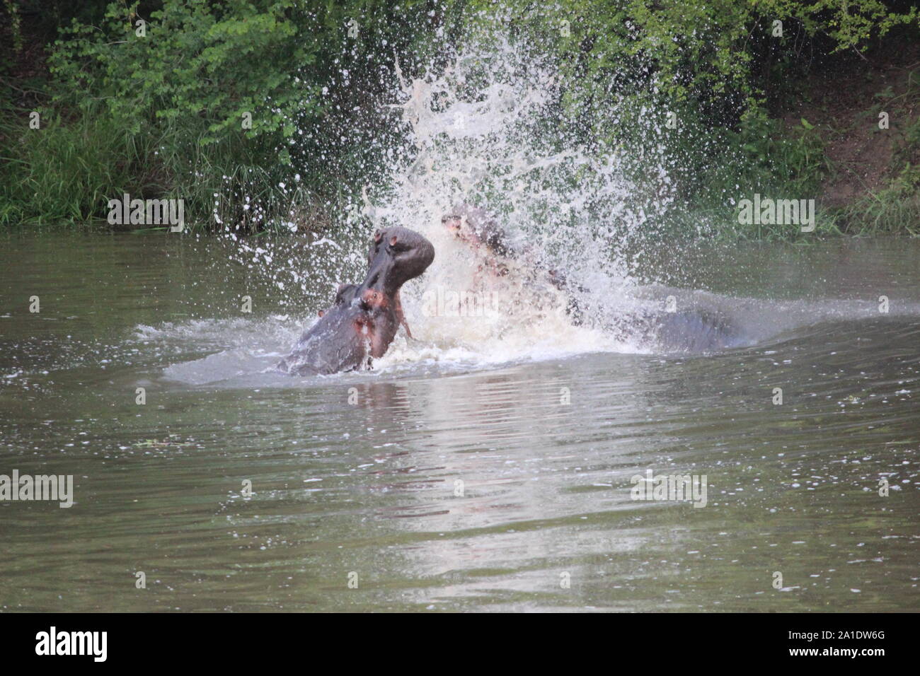 Fighting hippo hi-res stock photography and images - Alamy