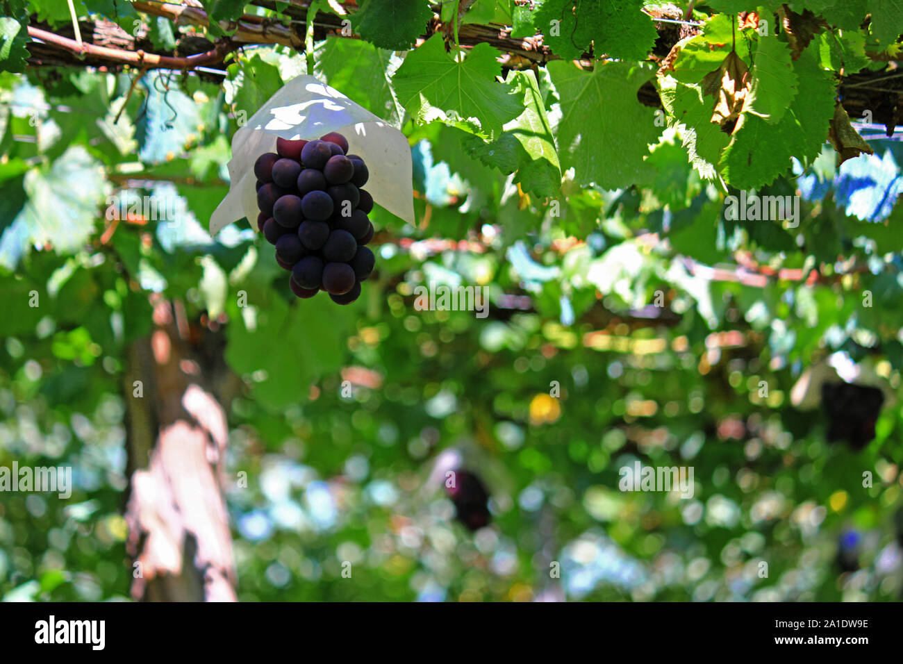 Japanese autumn vineyard landscape with large grown grapes Stock Photo ...