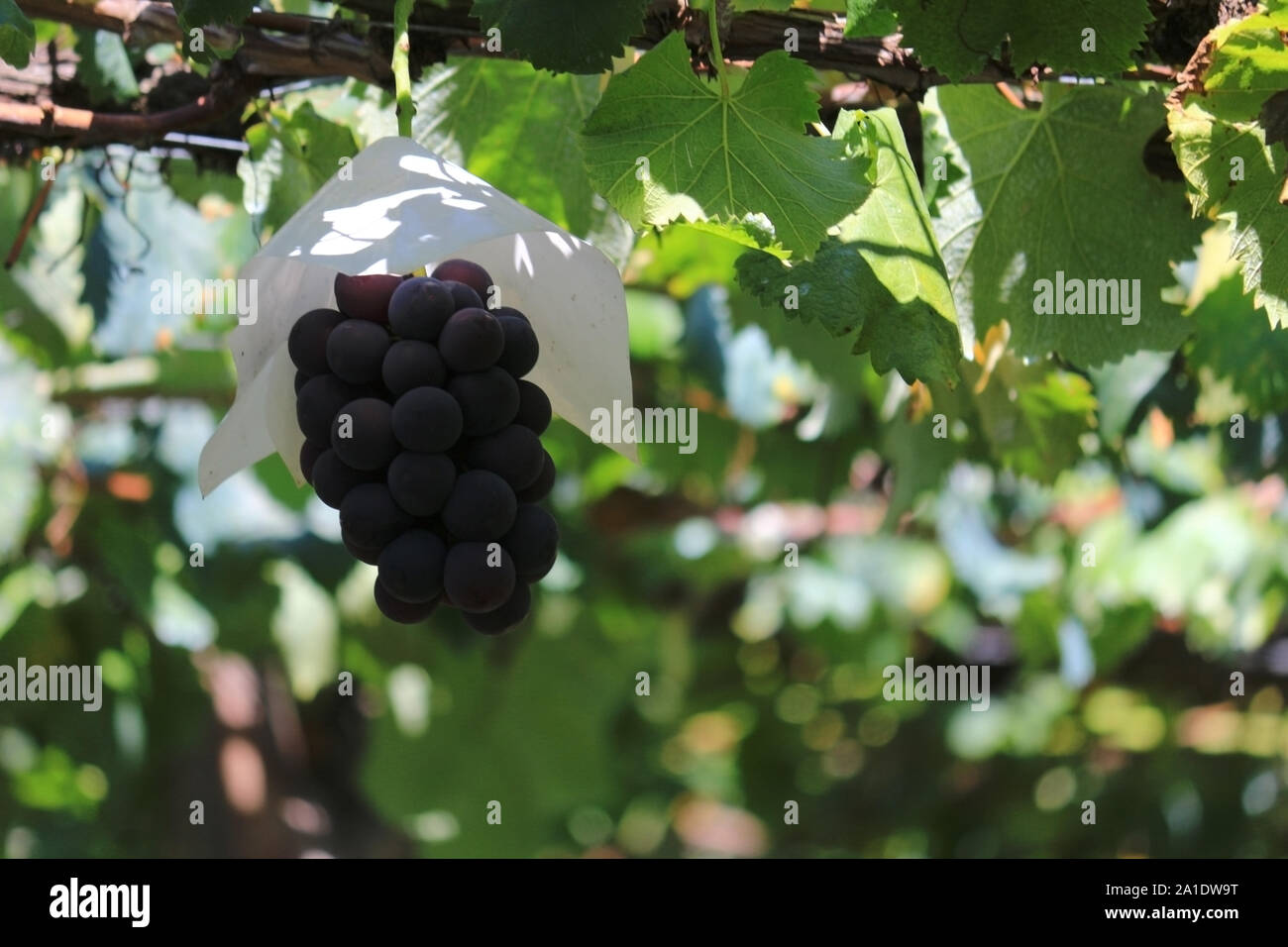 Grapes Grown In Japan at George Bousquet blog