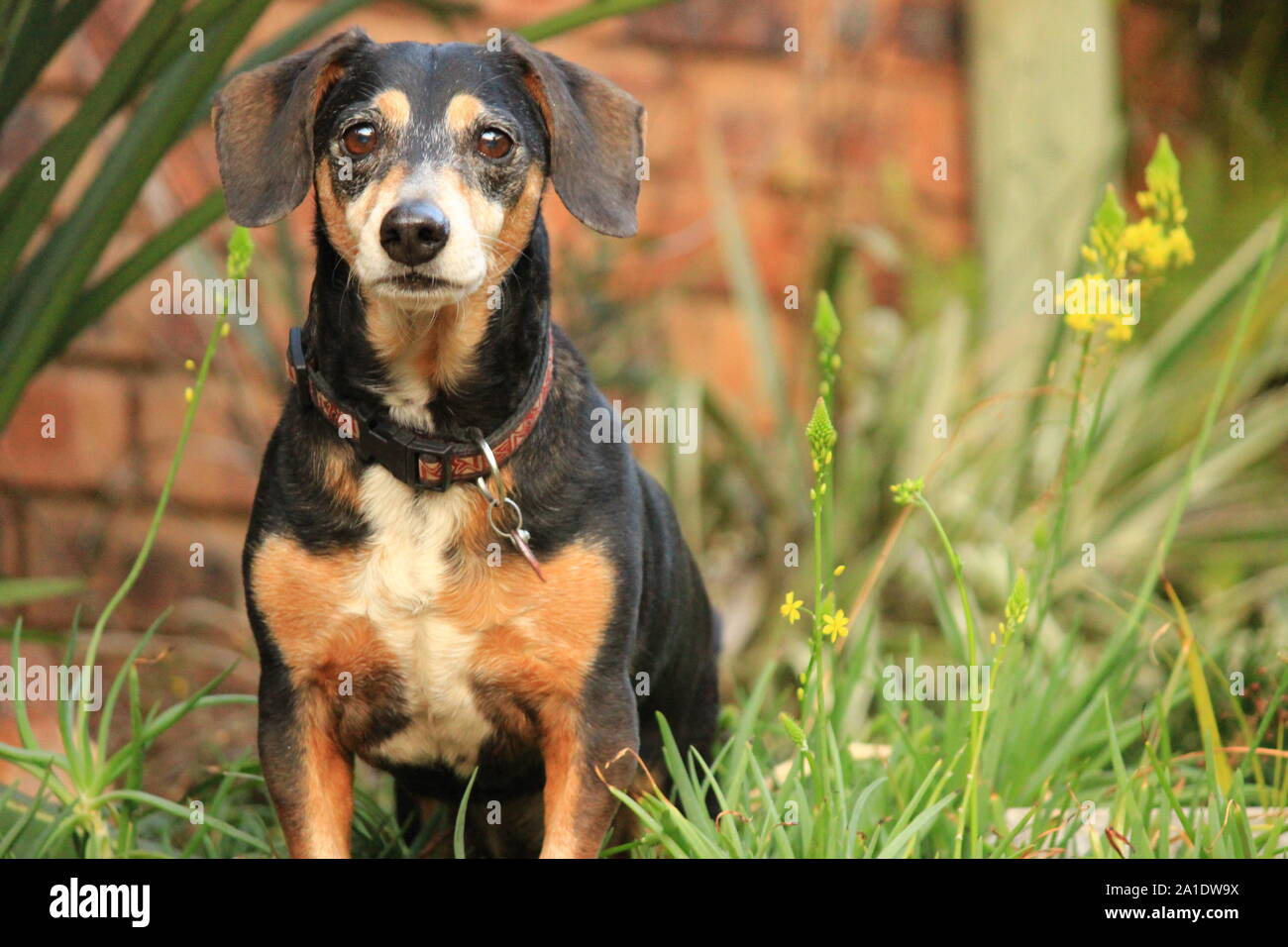 Ready for the hunt Stock Photo - Alamy