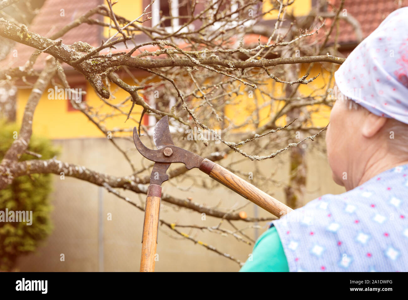 elderly woman pruning a tree with a branch shears in th own garden ...