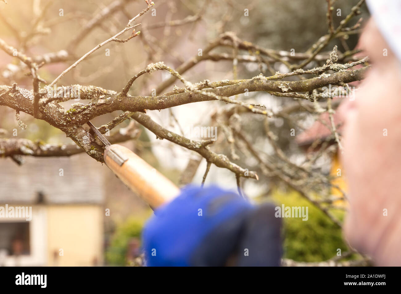 Woman pruning tree hi-res stock photography and images - Alamy