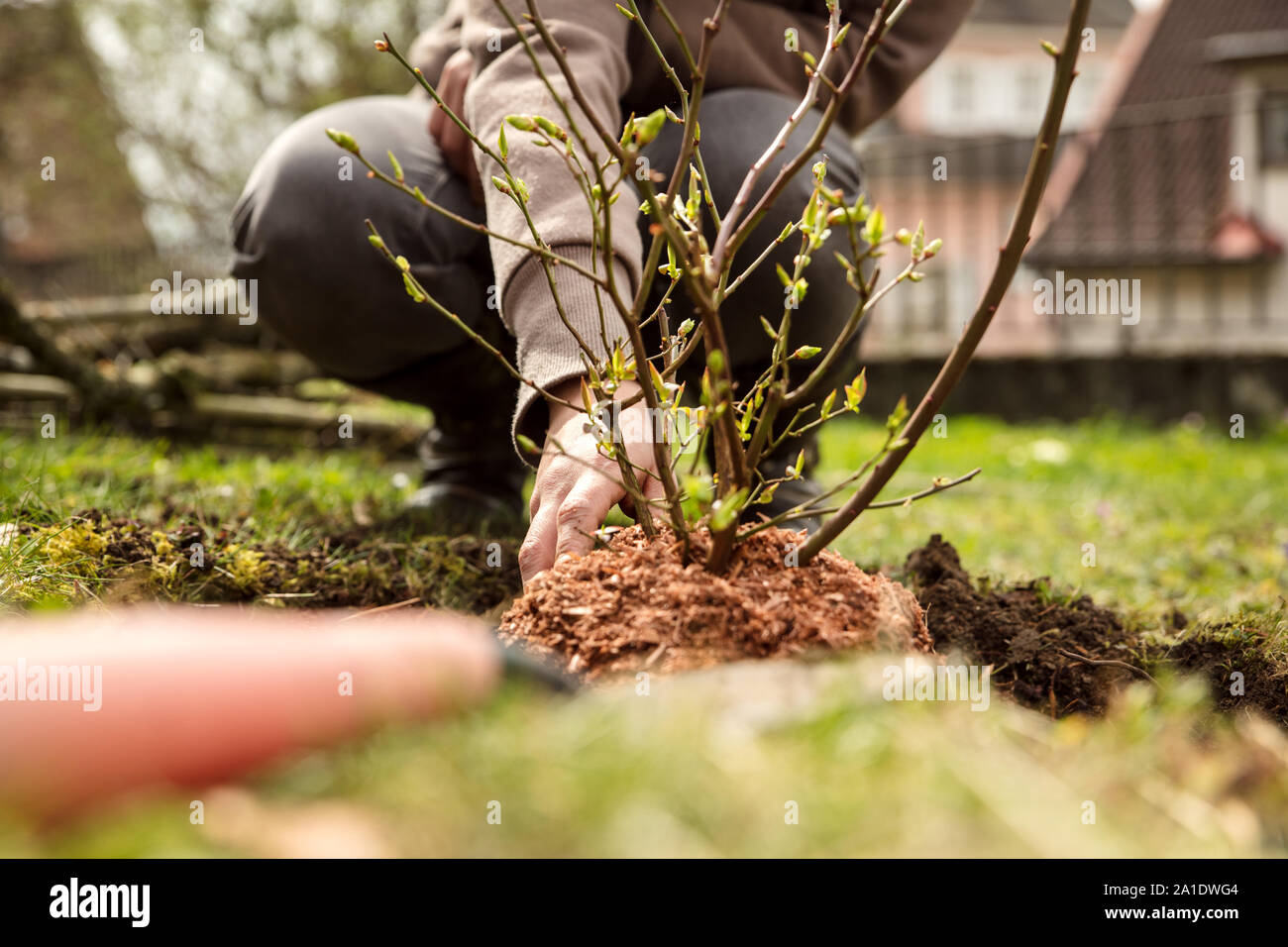 Woman bush tree garden hi-res stock photography and images - Alamy