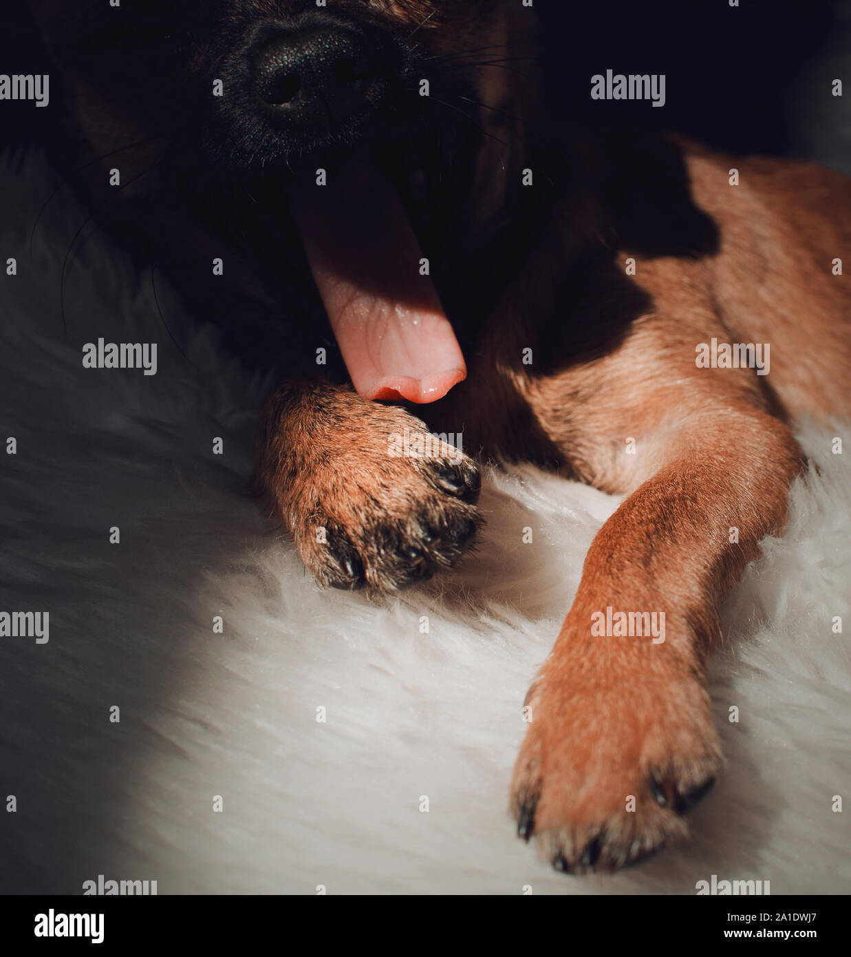 Dog paw face hi-res stock photography and images - Alamy