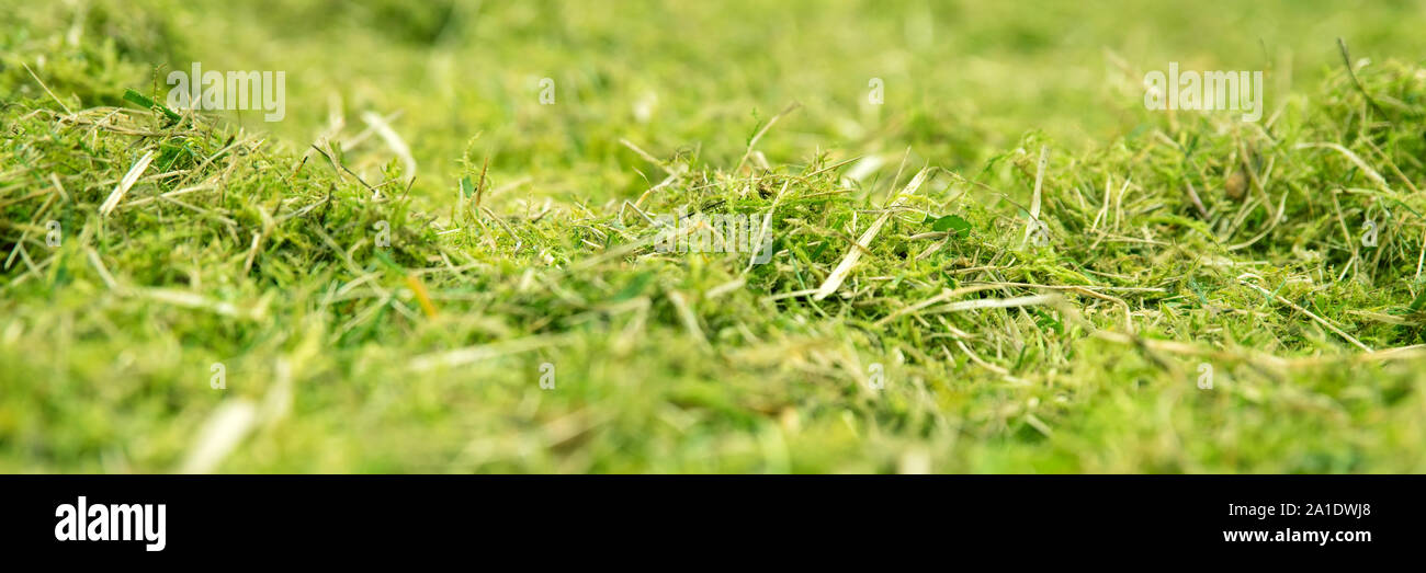Weedy hay hi-res stock photography and images - Alamy