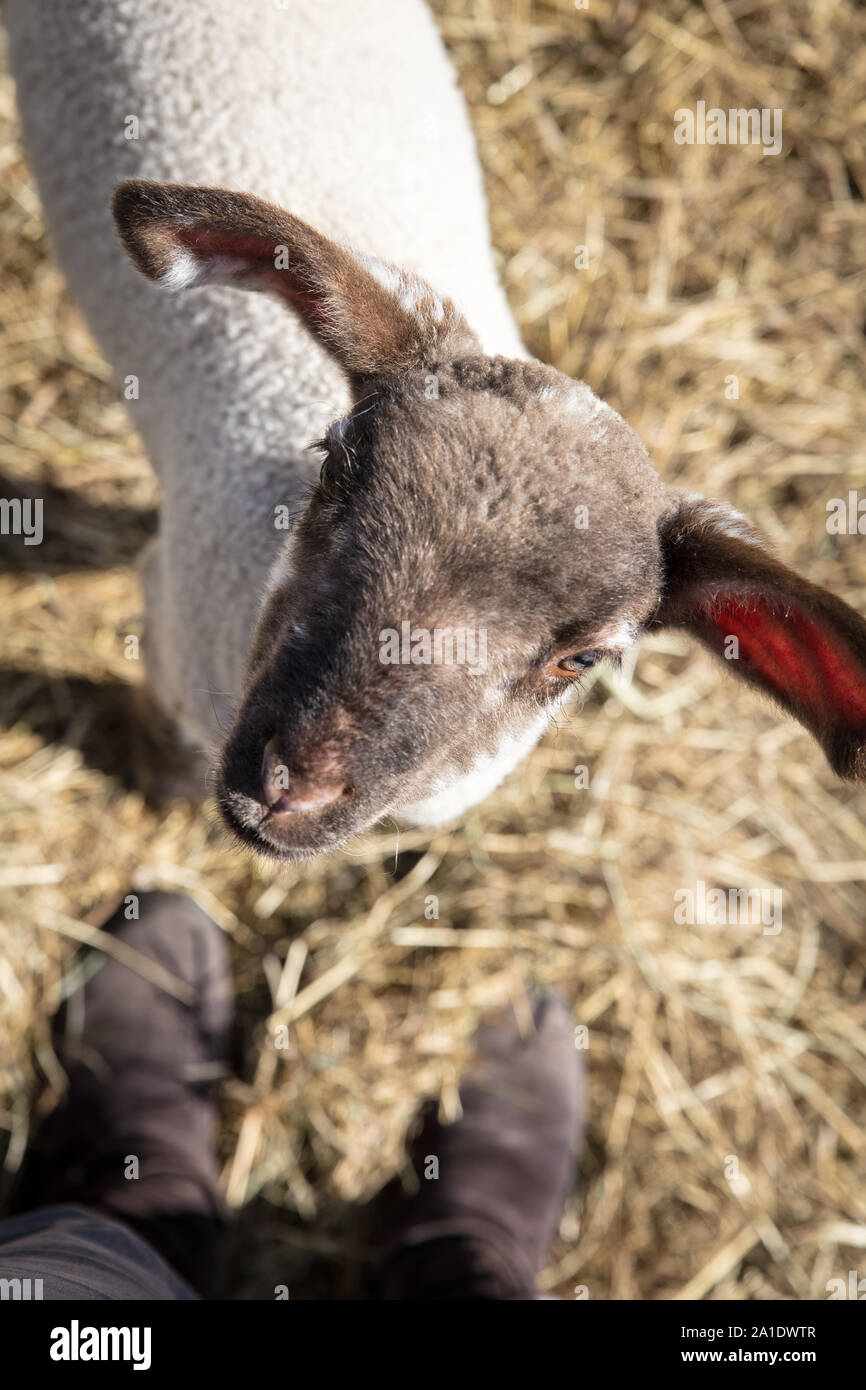 Cute sheep hi-res stock photography and images - Alamy