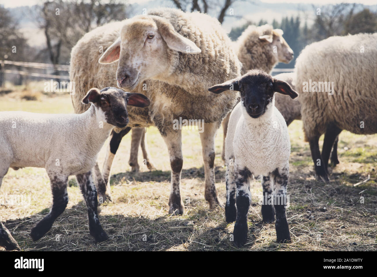 two lambs and sheeps on a animal farm, concept animal protection Stock ...