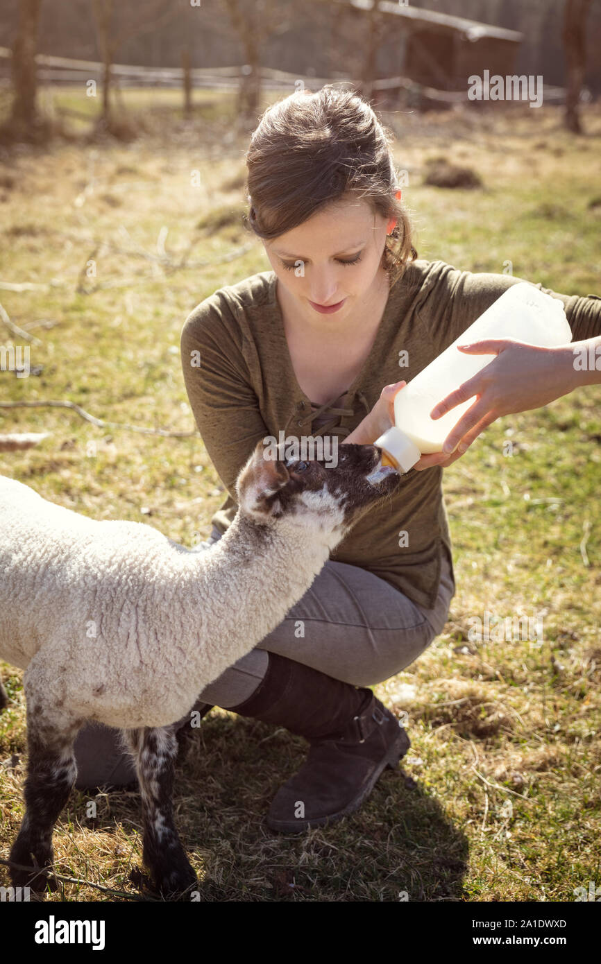Rearing and growth of a little lamb, hand raising and protection Stock ...