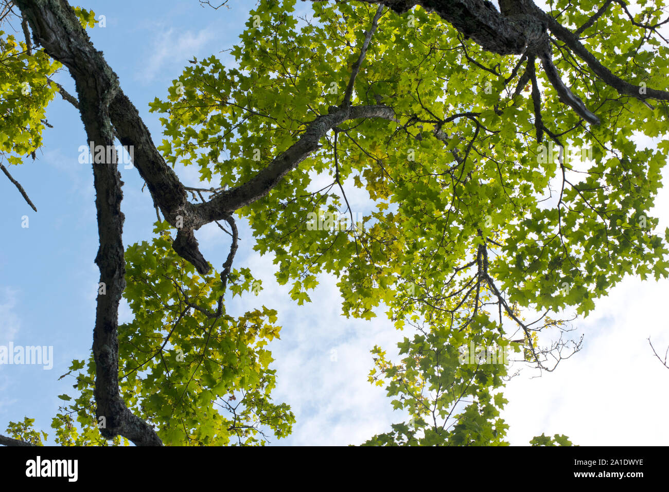 Canopy of maple trees hi-res stock photography and images - Alamy