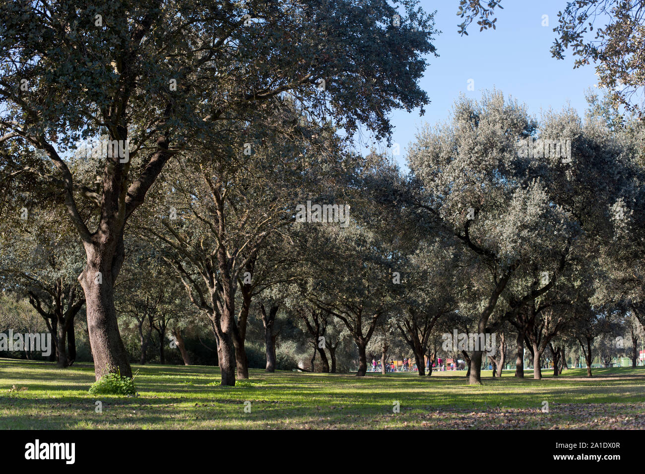 Indigenous species hi-res stock photography and images - Alamy