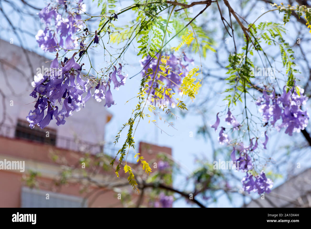 Jacaranda tree flower hi-res stock photography and images - Alamy