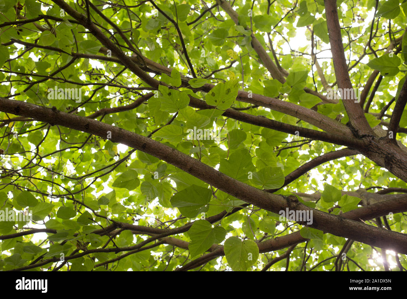 Elm tree flower hi-res stock photography and images - Alamy