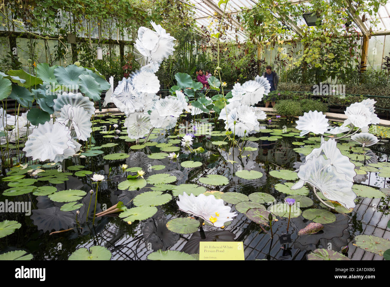 Dale Chihuly's Ethereal White Persian Pond sculpture in the Waterlily ...
