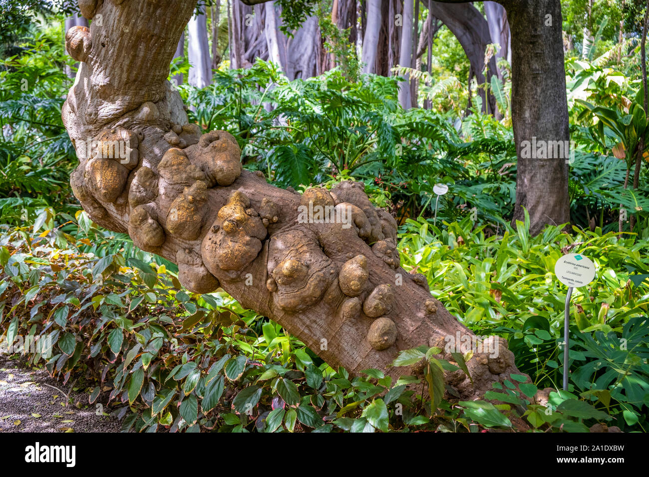 tuber tree in a wonderful park on Tenerife Stock Photo - Alamy