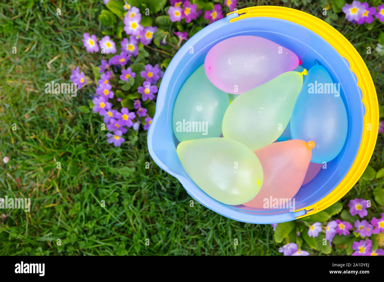 blue bucket filled with water balloons on a meadow Stock Photo - Alamy