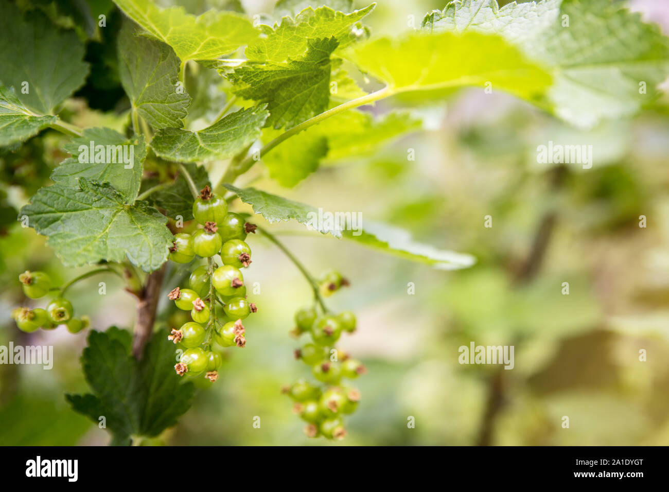 Currant Bush with green unripe fruits, growing and spring time in the ...