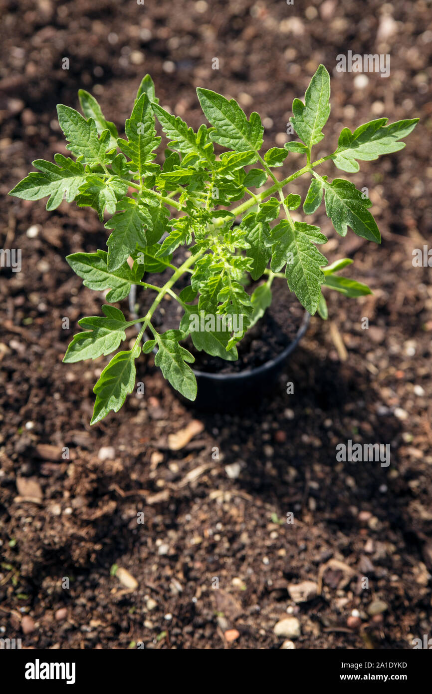 Tomato Plant in the garden, gardening and cultivation from tomatoes ...