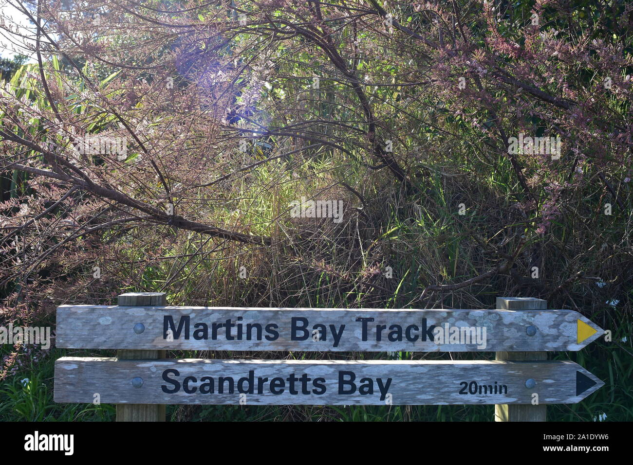 Color coded wooden tourist track signs in Mahurangi East near Auckland ...