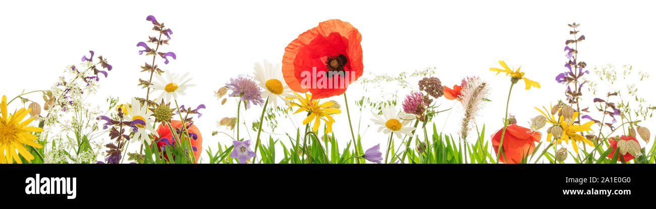 Lots of wild herbs and flowers in front of white background, Header ...