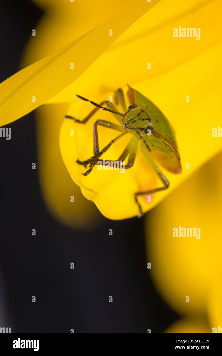 Nezara viridula bug or southern green stink bug on a sunflower. An ...