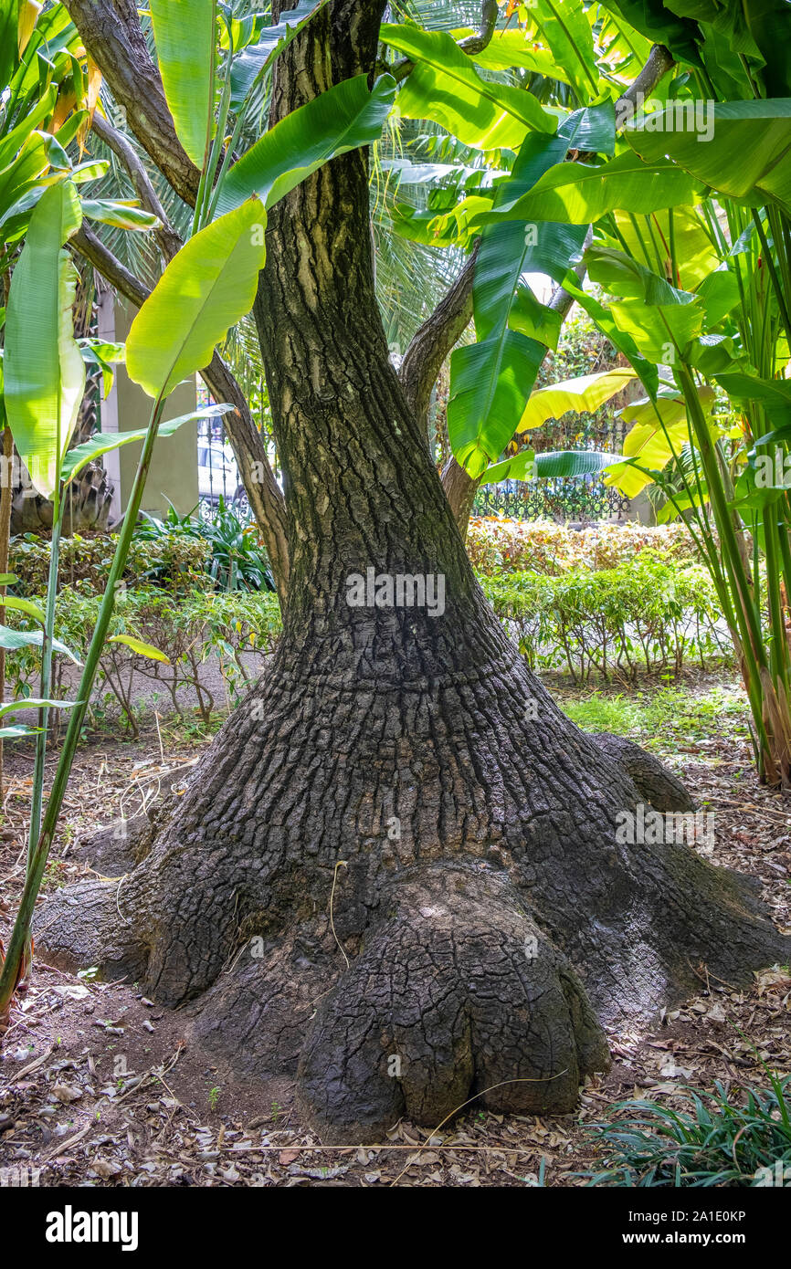 Johannes wood tree hi-res stock photography and images - Alamy